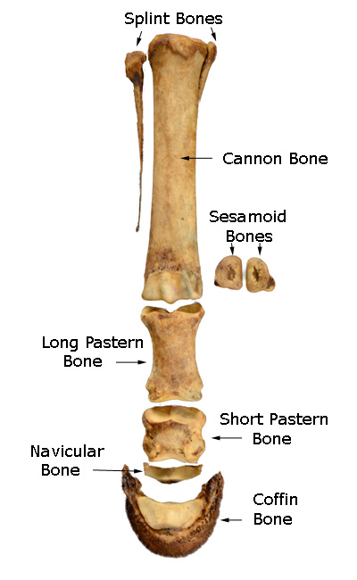 The Distal Limb Bones Of The Equine