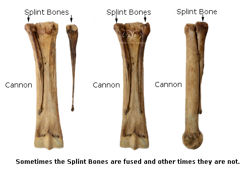 The Distal Limb Bones of the Equine