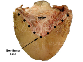 The coffin bone is the predominant bone within the equine hoof.
