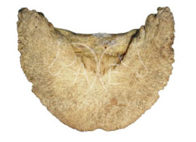 The coffin bone is the predominant bone within the equine hoof.
